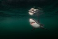 Biggest Great White Shark Sighting