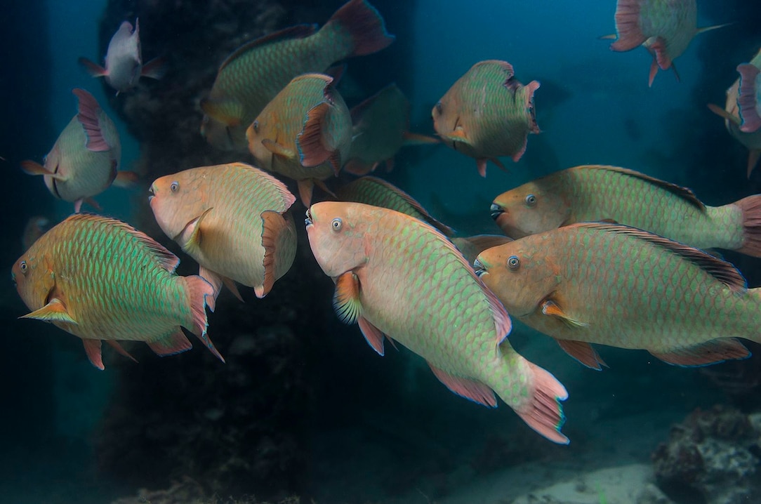 National Geographic Wallpaper Parrot Fish A Vast Coastline Dotted With