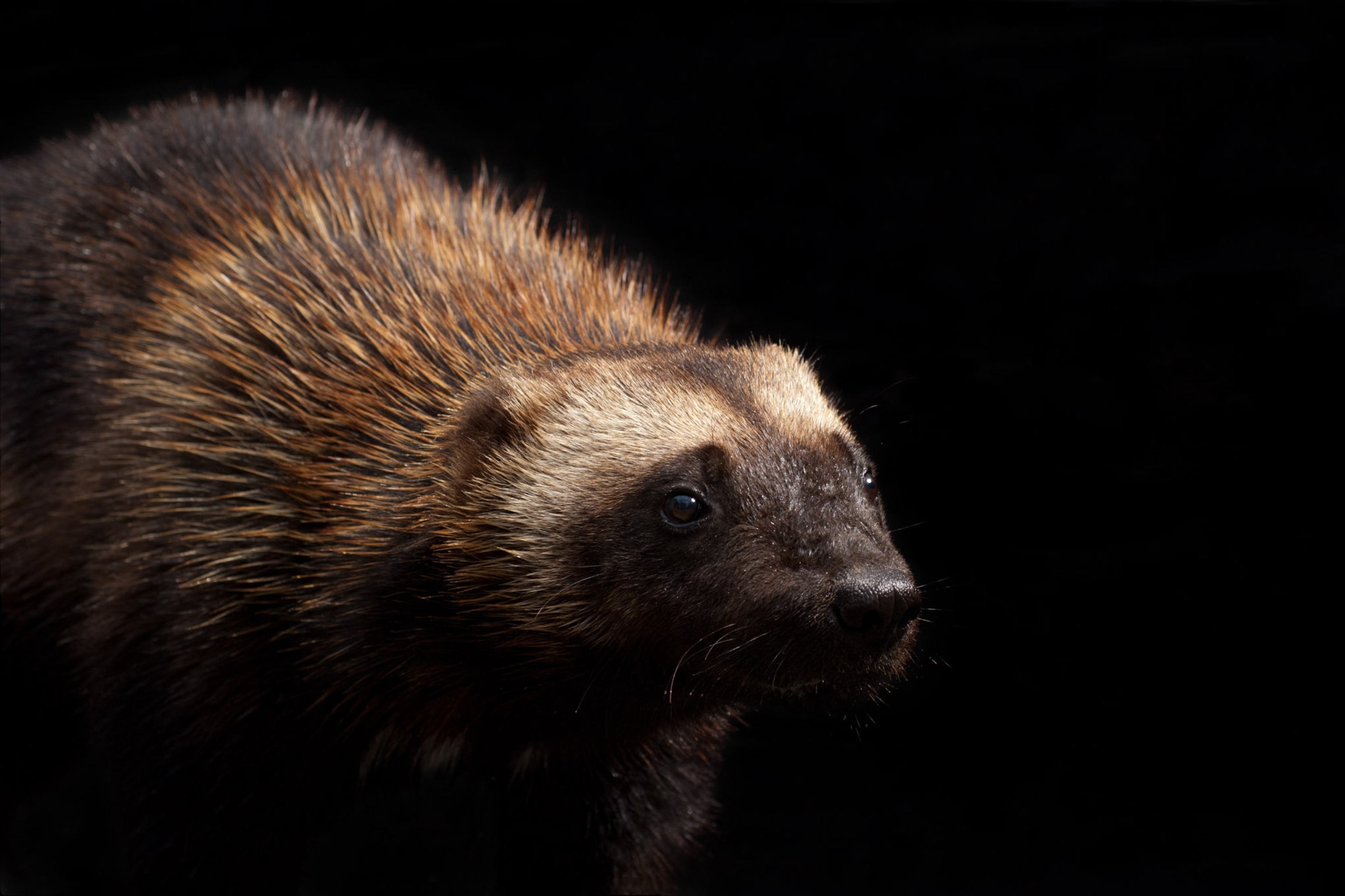 The Endangered Species Act, explained