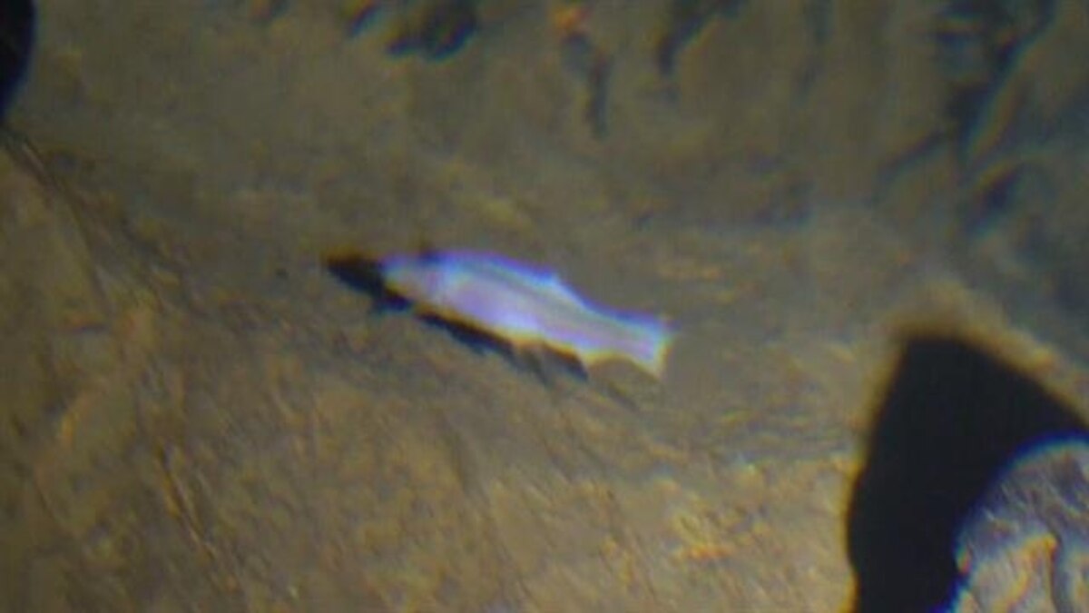 Blind, Endangered Golden-Line Barbel Fish Found in South China Karst ...