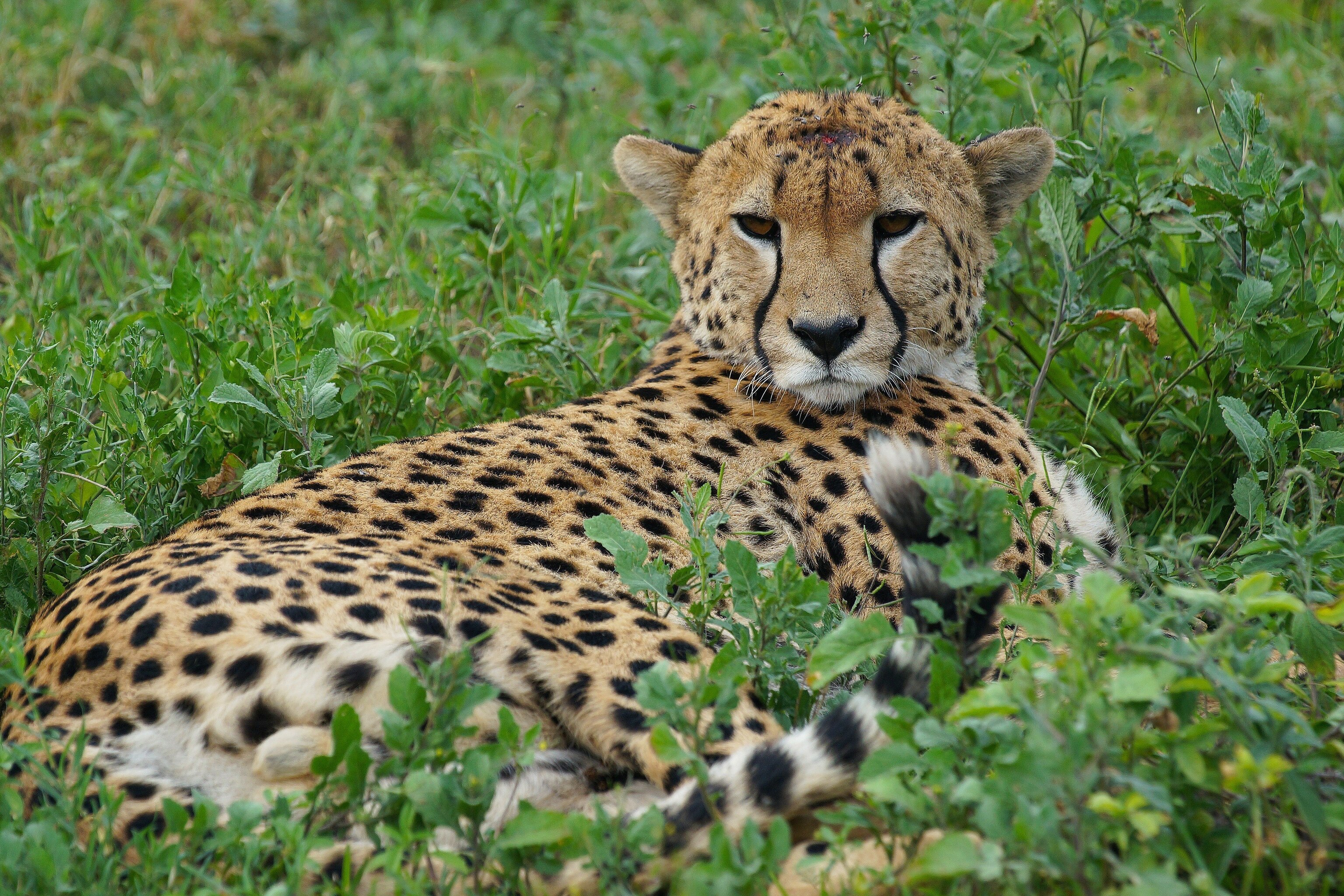 Cheetah-Dog Friendship Isn't As Strange As It Sounds