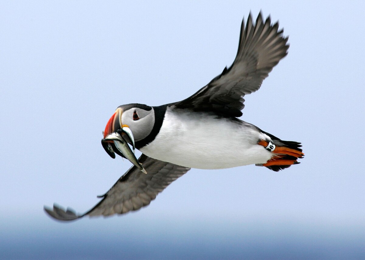 Adorable Puffins Are Tougher Than They Look