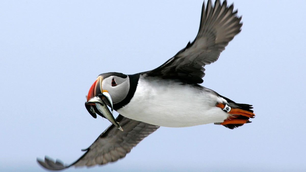Adorable Puffins Are Tougher Than They Look | National Geographic