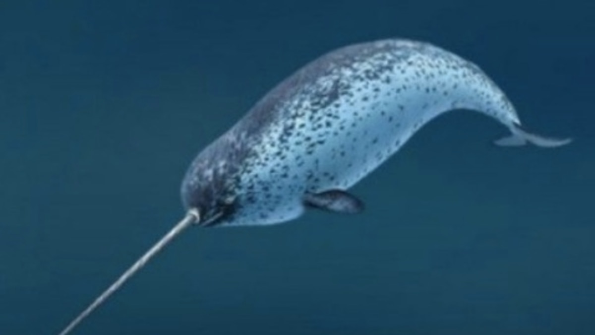 BestSpots Contest Highlights Why Animals Have Spots bestspots-contest-highlights-why-animals-have-spots