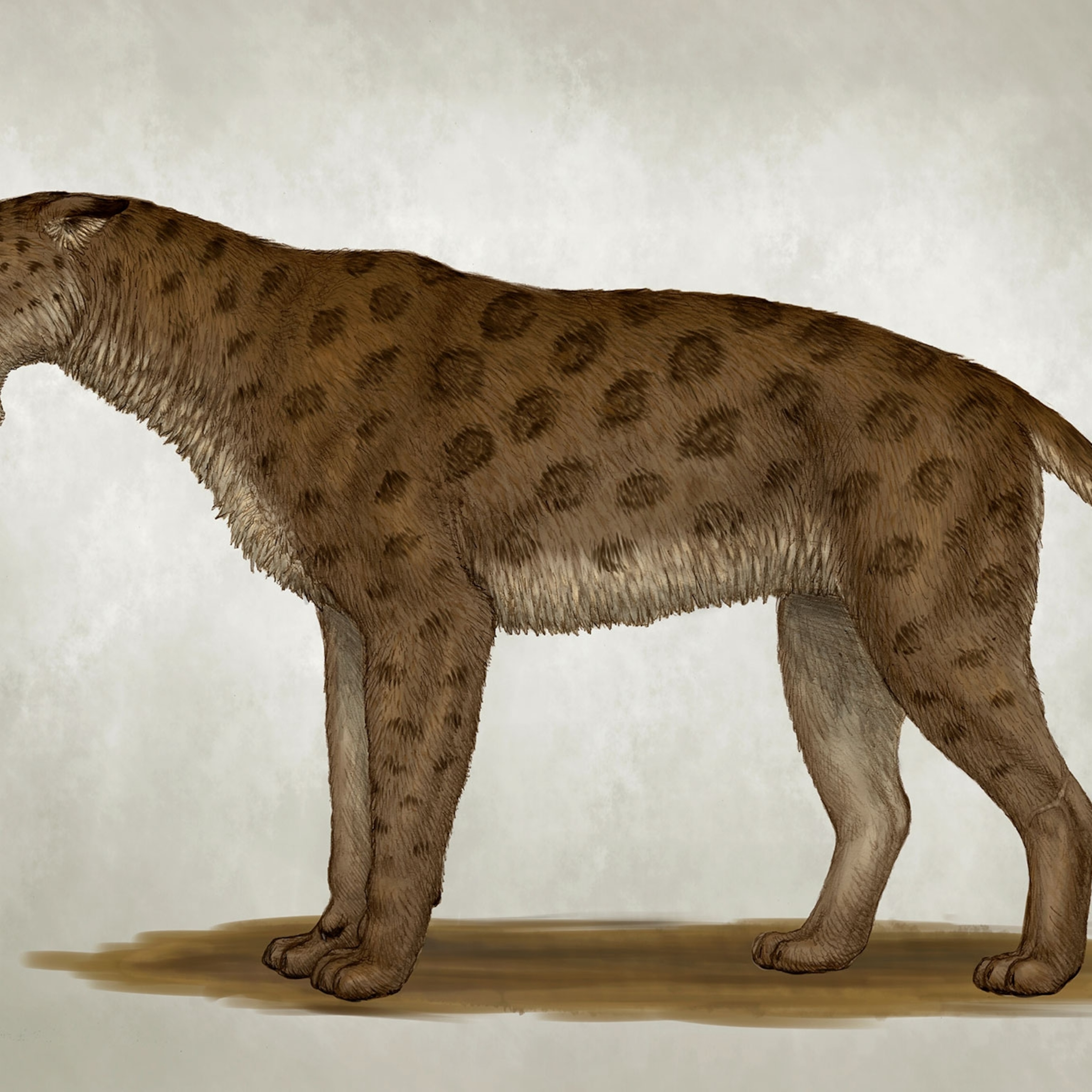 Sabertooth Cat Extinction
