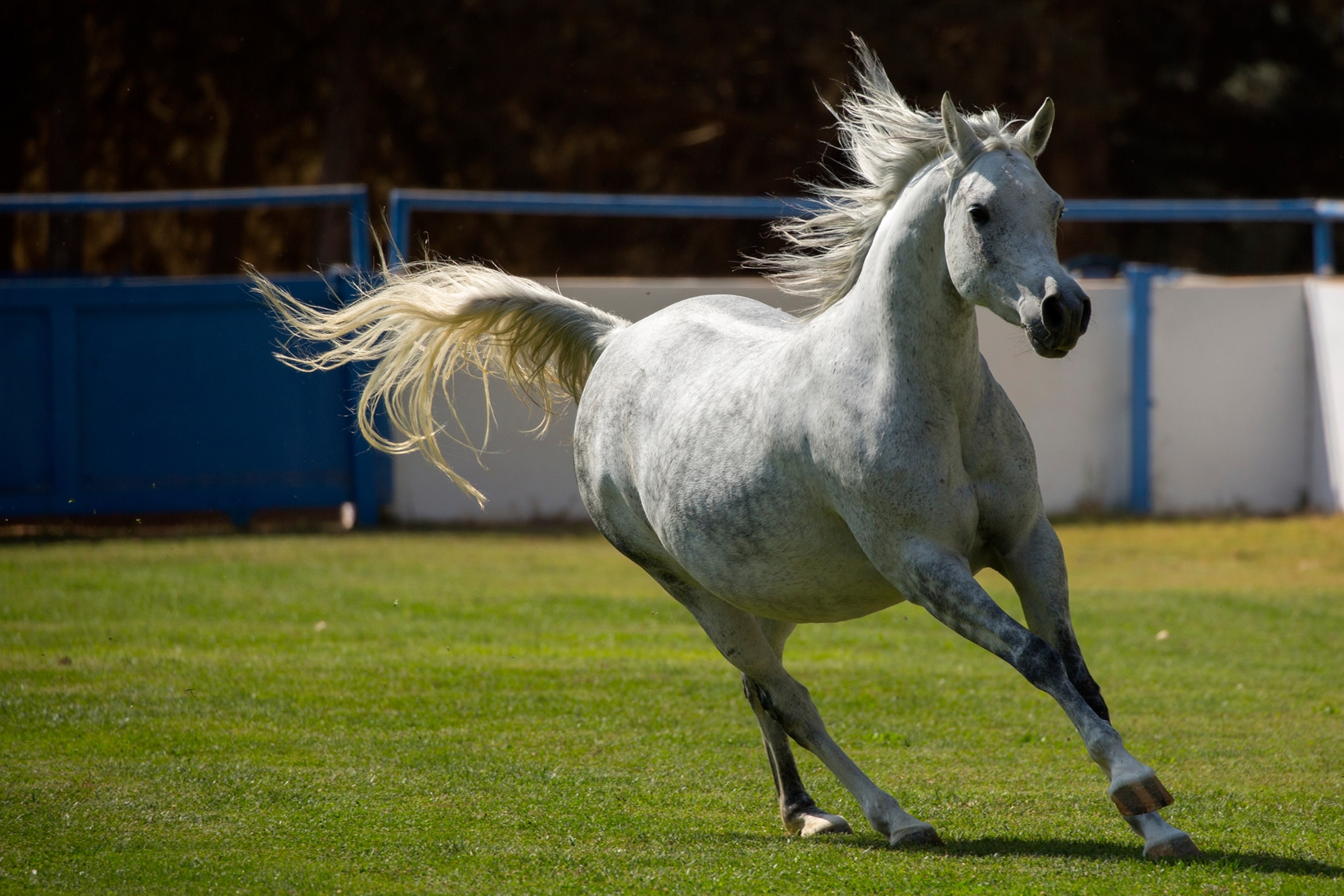 Top Five Animal Encounters in Jordan
