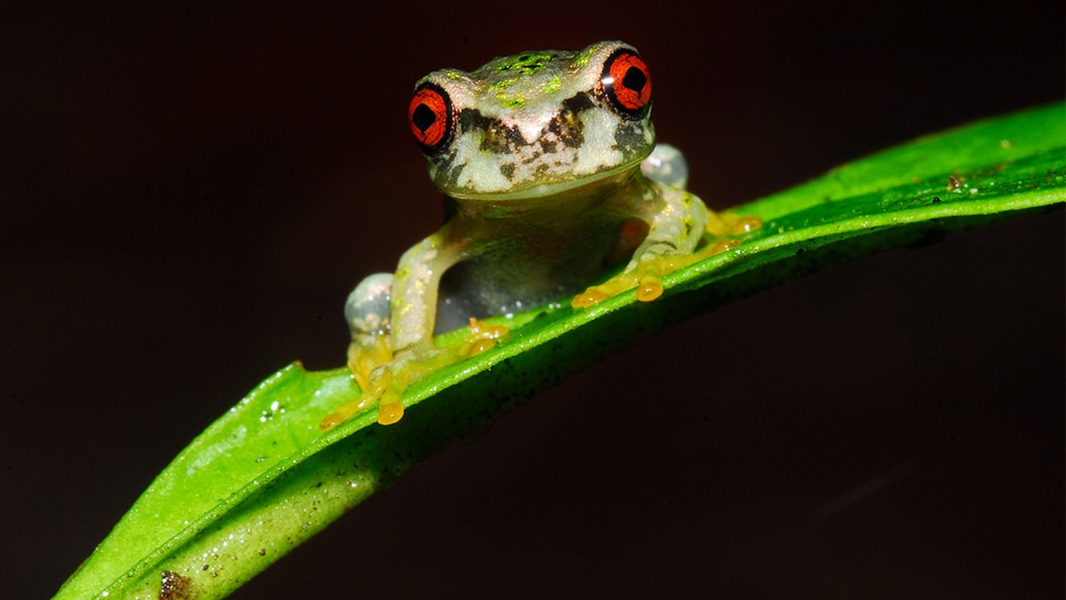 How to Rescue These Adorable Tree Frogs | National Geographic