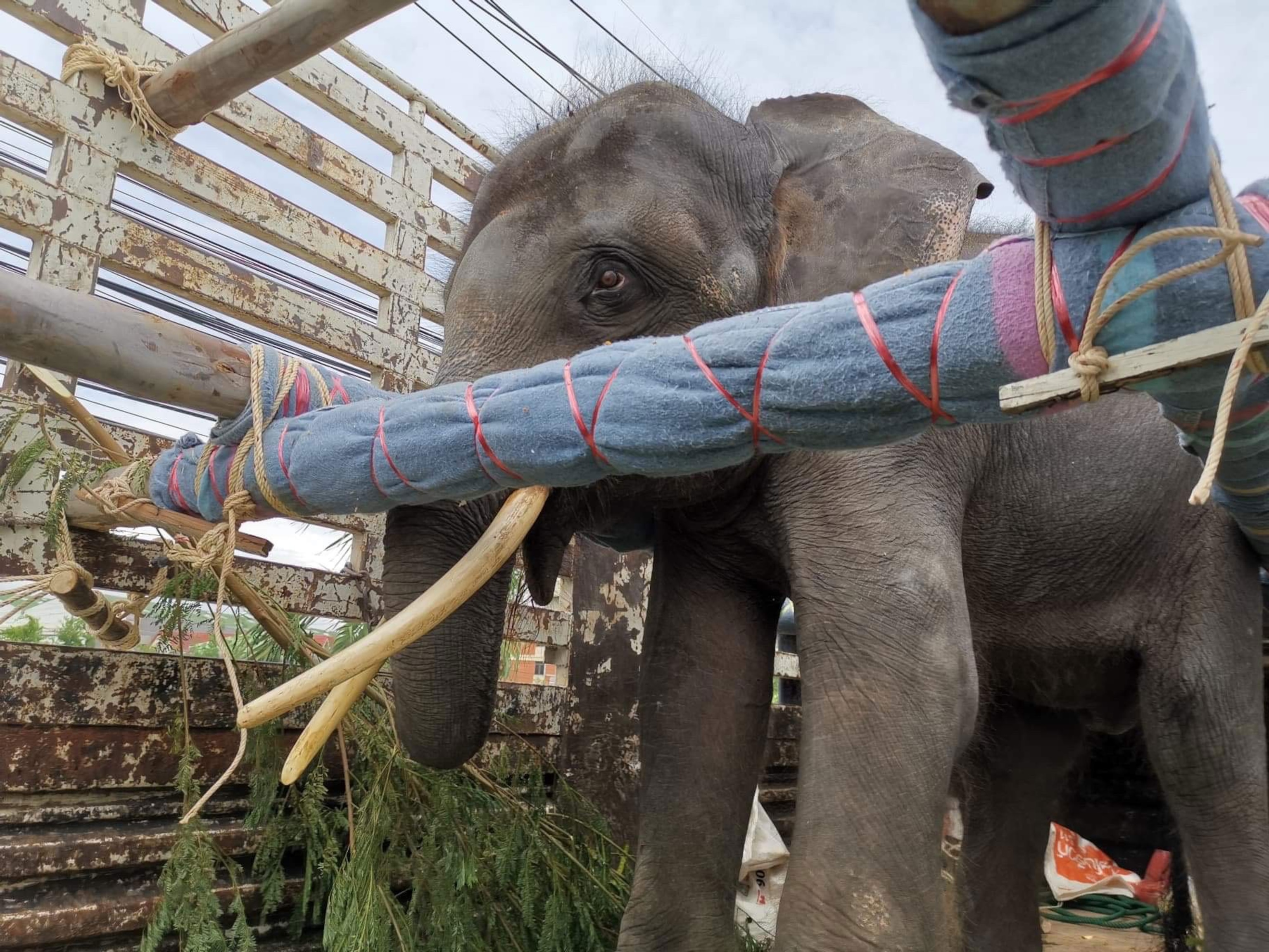 Gluay Hom the Thai elephant begins a new life of freedom