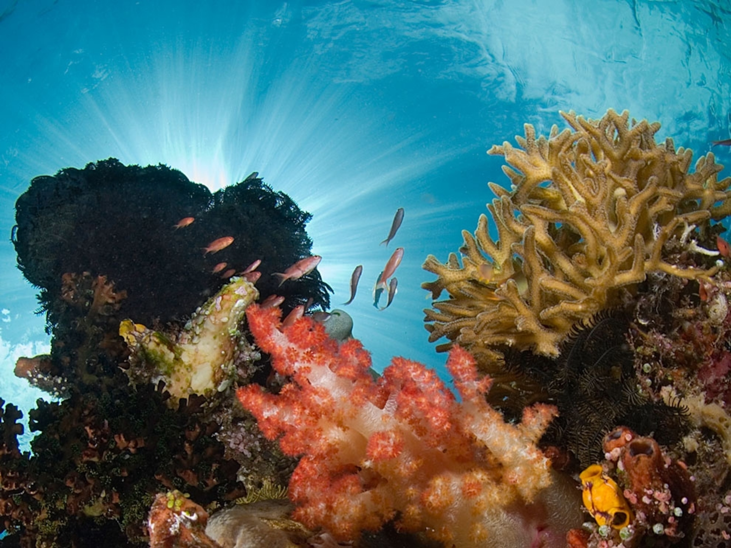Underwater Photos, Ocean Wildlife Pictures, Wallpapers - National ...