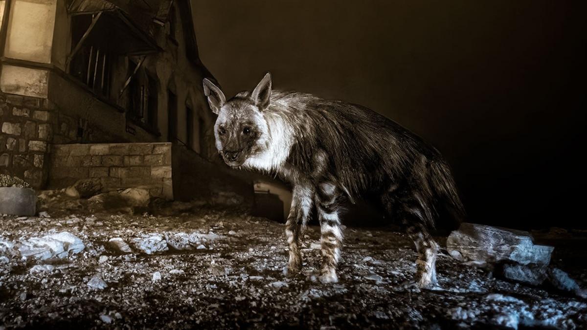 Why this ghostly hyena portrait is the best wildlife photo of 2025 ...