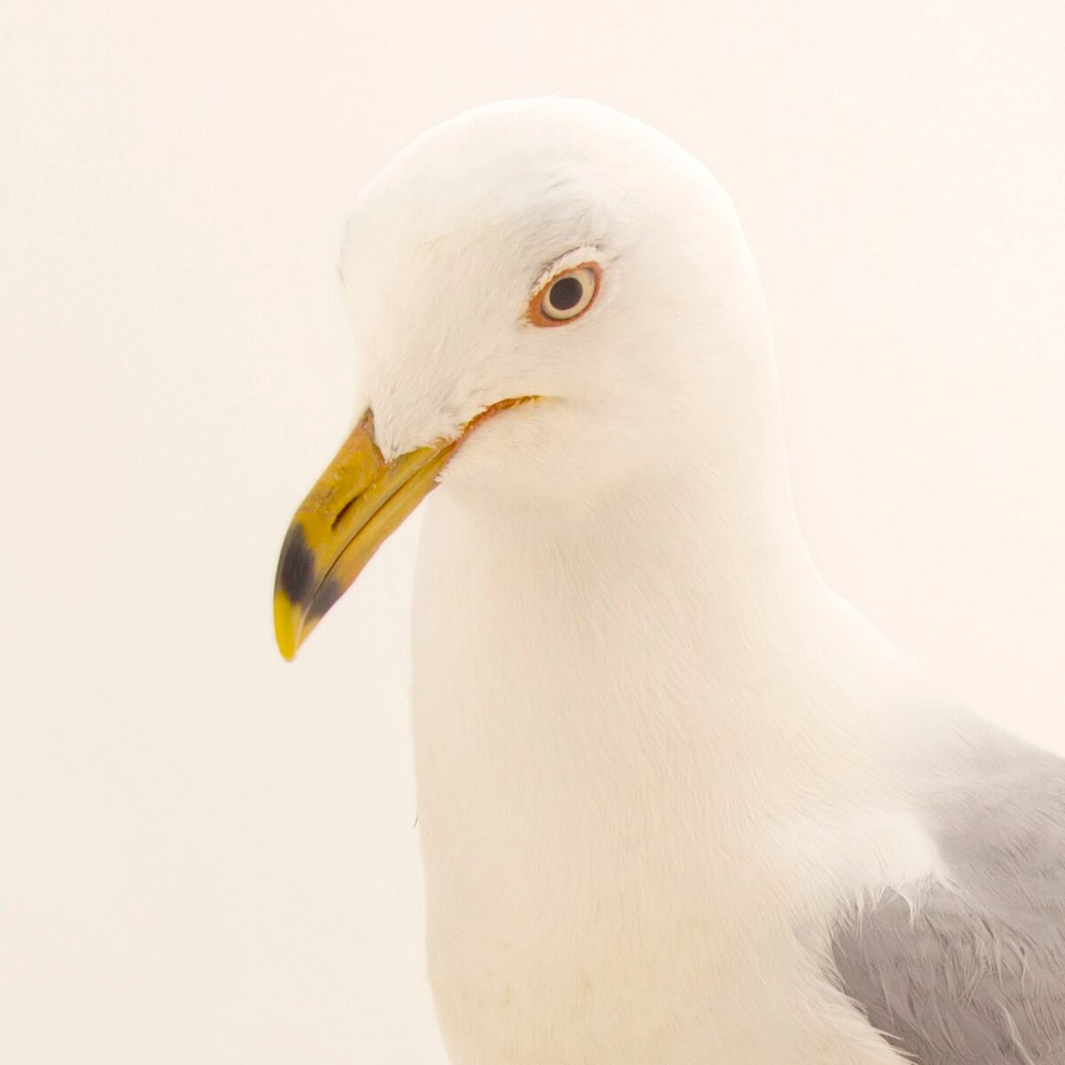 Ring-Billed Gull | National Geographic