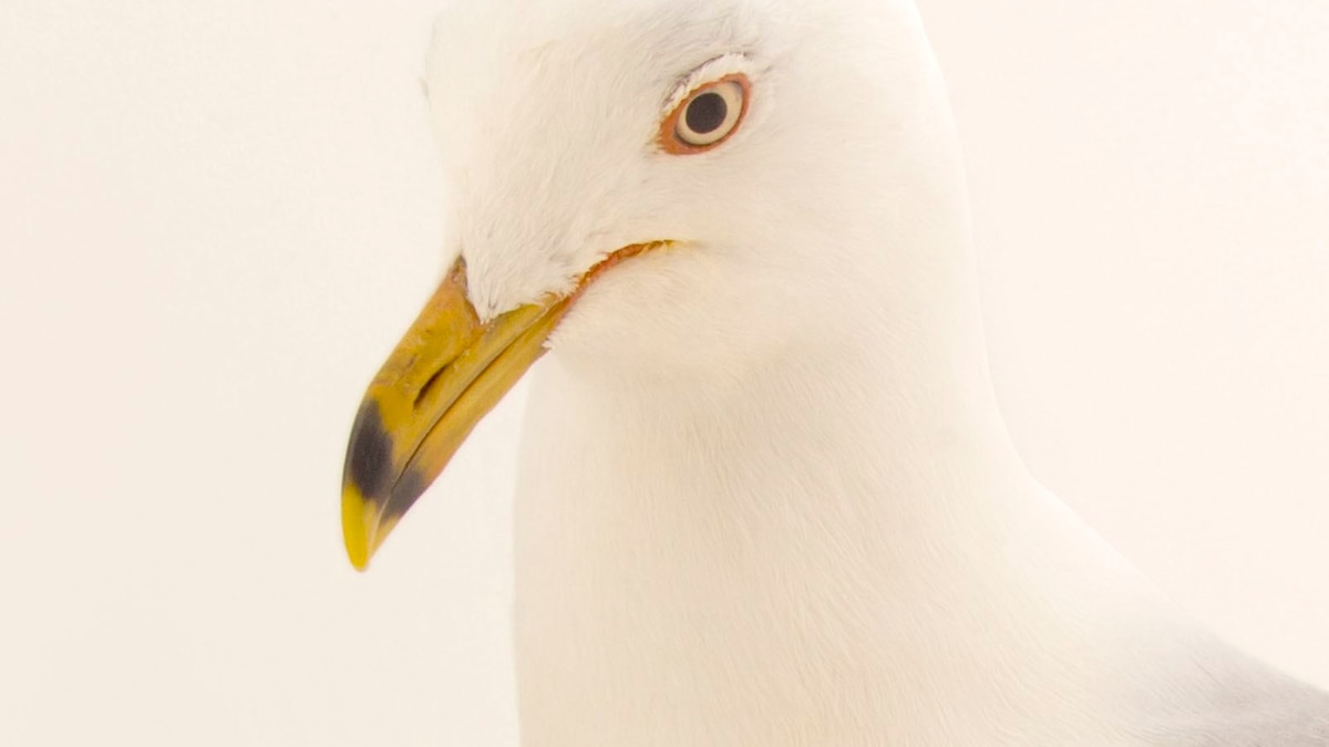 Ring-Billed Gull | National Geographic