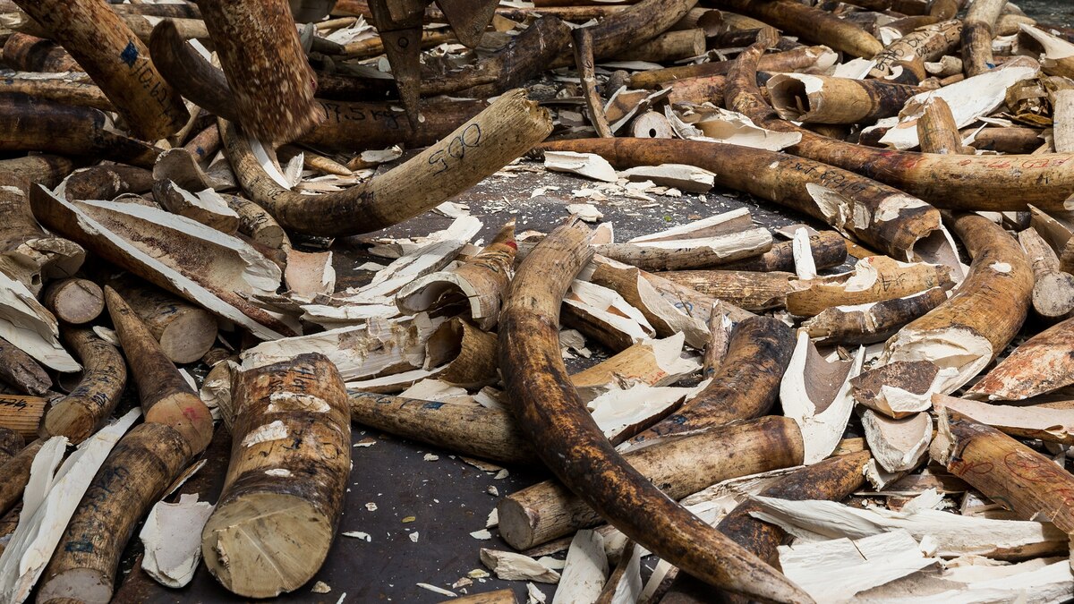 Pulling Teeth | National Geographic