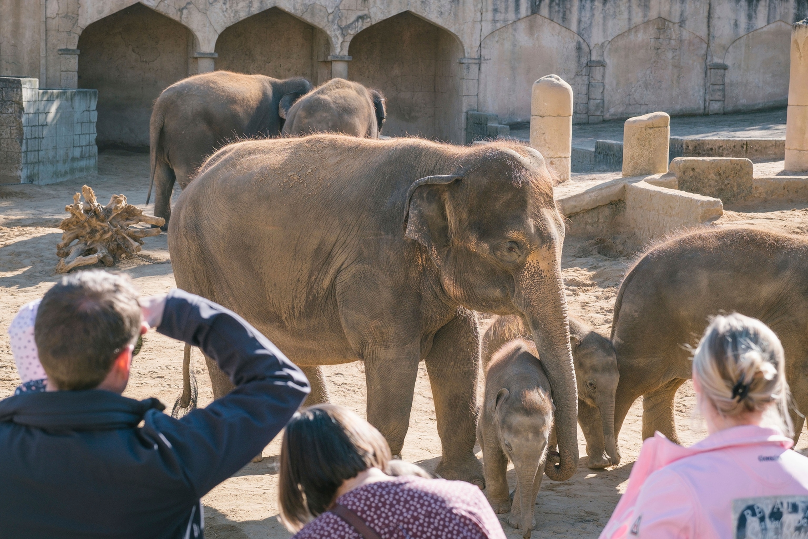 Video Shows Alleged Elephant Abuse at Germany’s Hannover Zoo | National ...