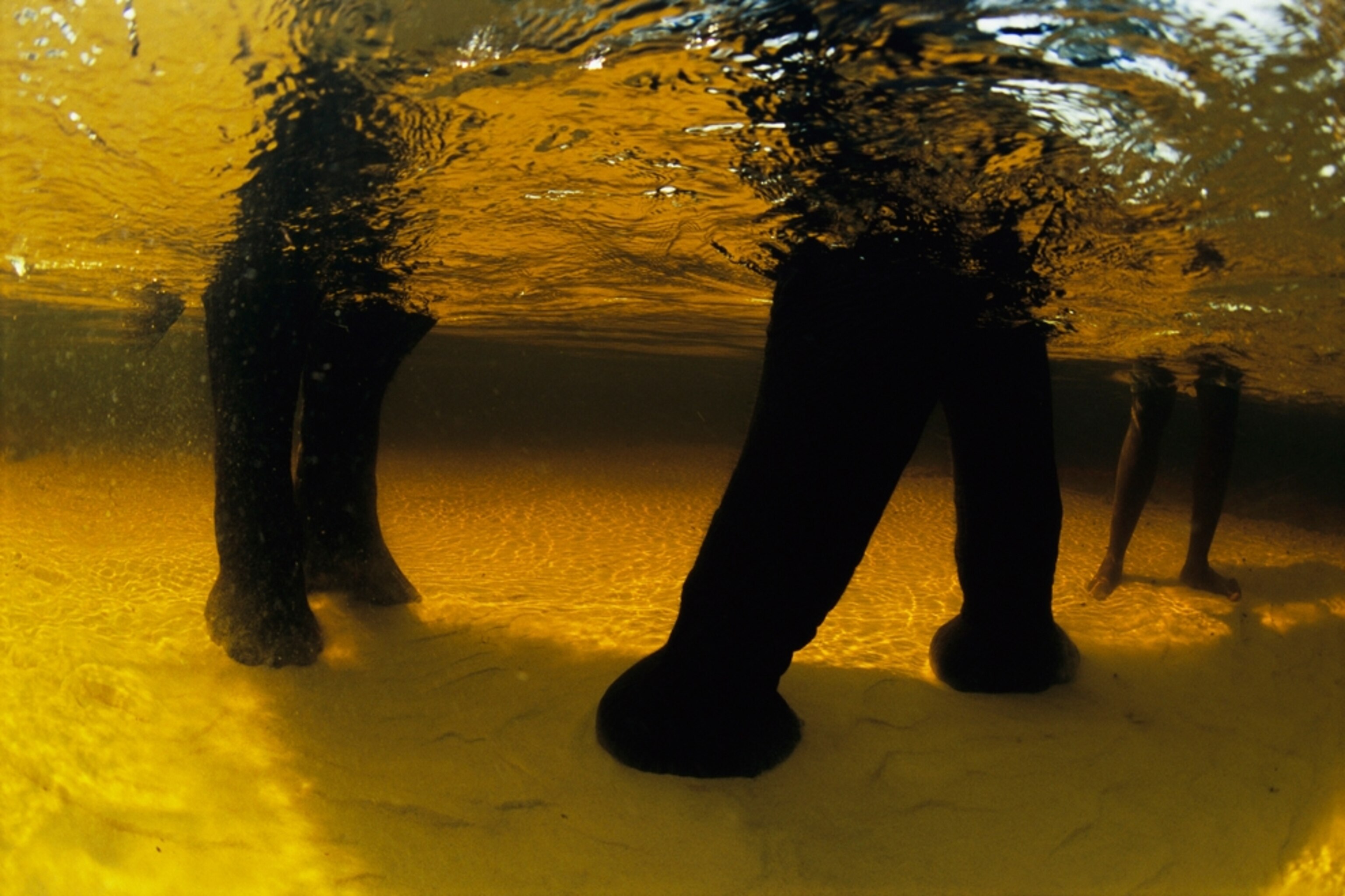 Life in Color: Yellow, Yellow Pictures -- National Geographic