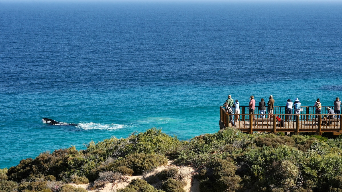 South Australia's Adventures of a Lifetime: Whale-Watch -- National ...
