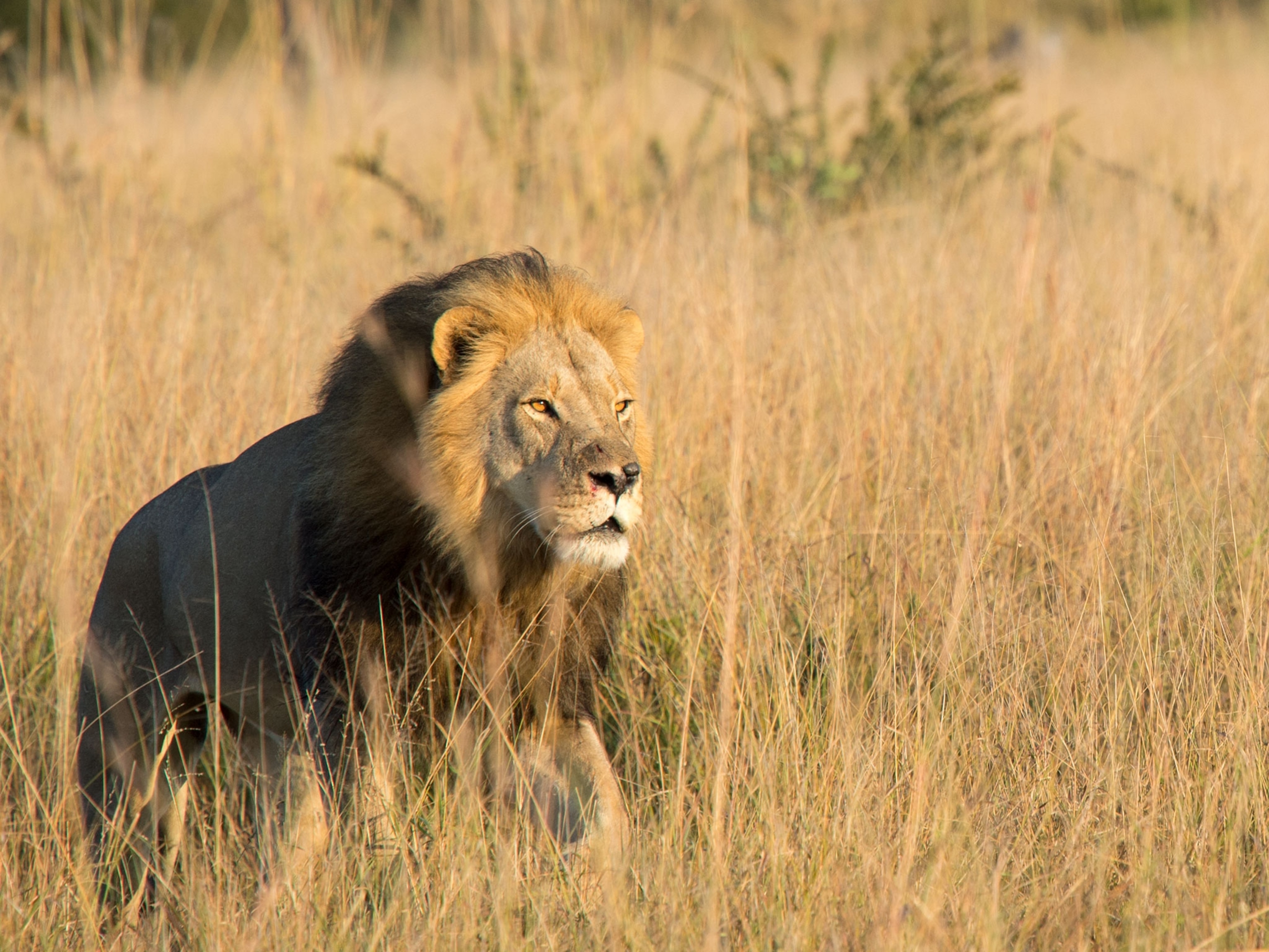 Cecil the Lion's Son Xanda Also Killed by Trophy Hunter