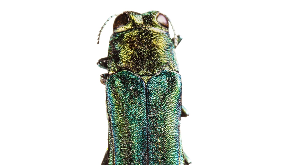 How to fight an invasive American bug with a badder Russian one ...