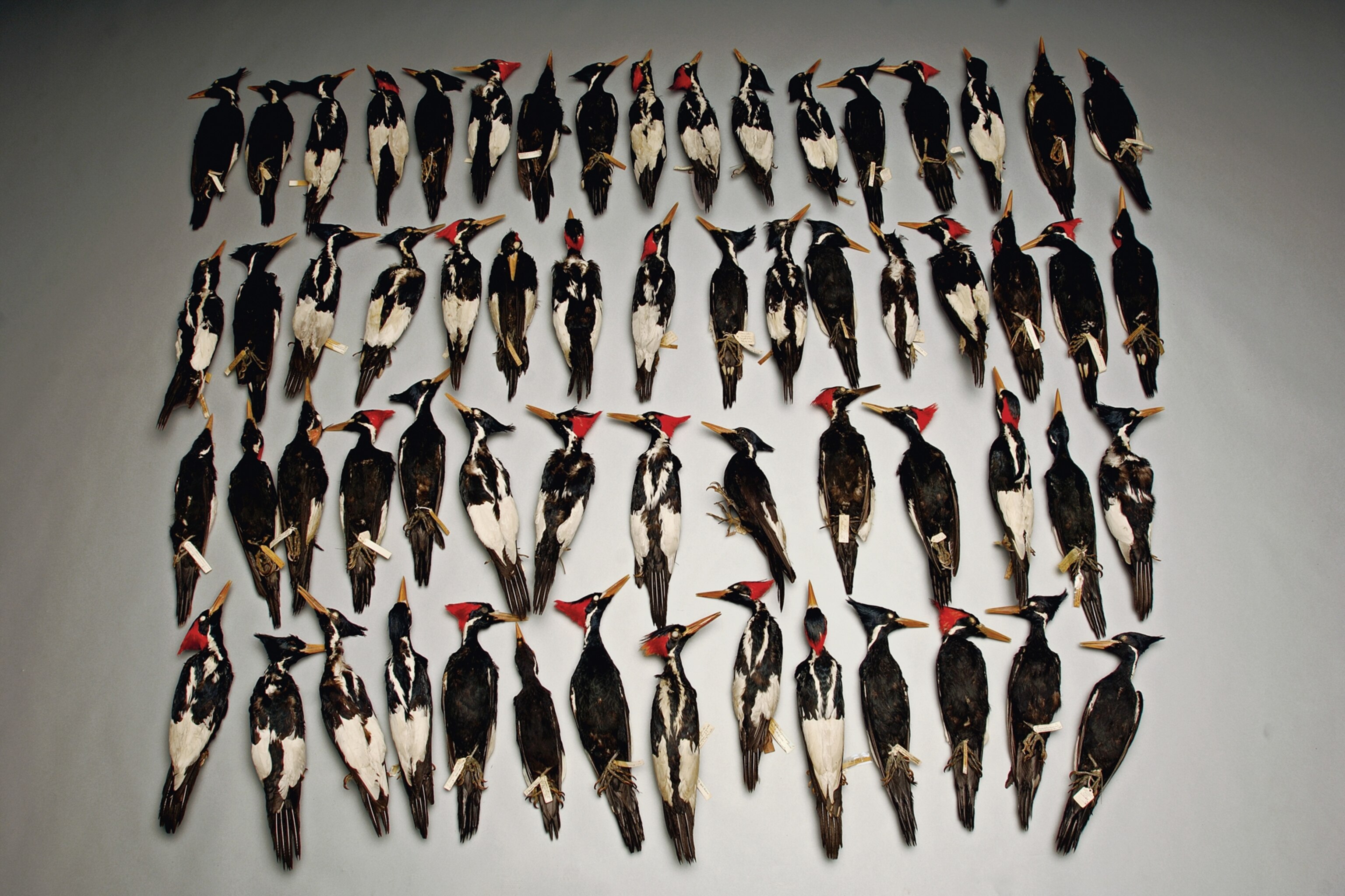 The ‘Lord God bird’ is gone: An elegy for the ivory-billed woodpecker