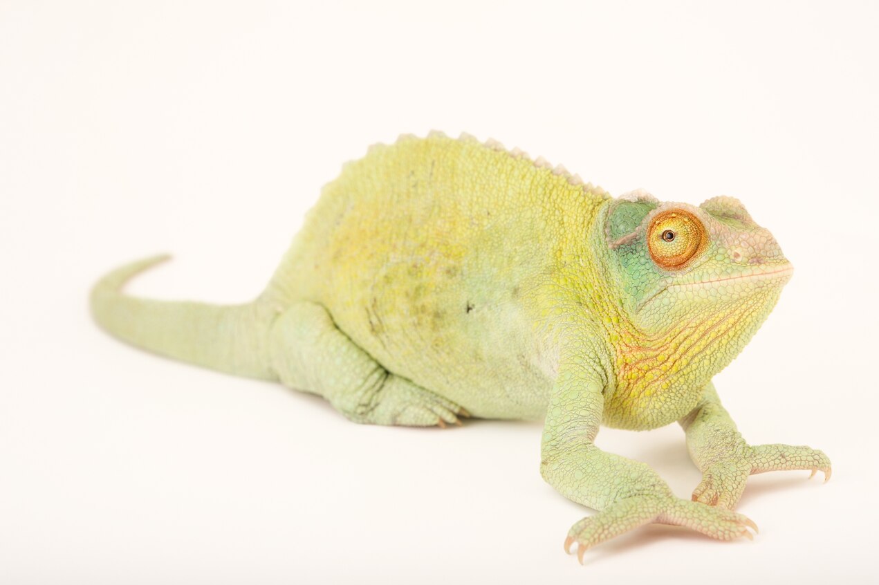 Wonder Pets Save The Chameleon