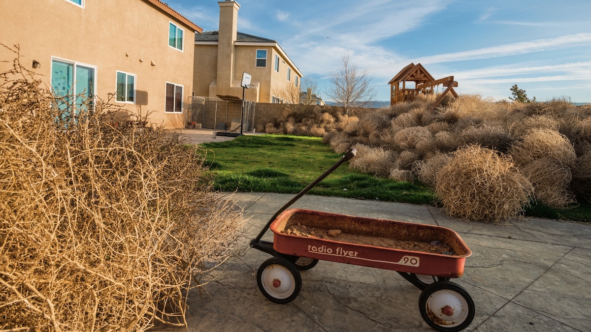 Tumbleweeds - National Geographic Magazine | National Geographic