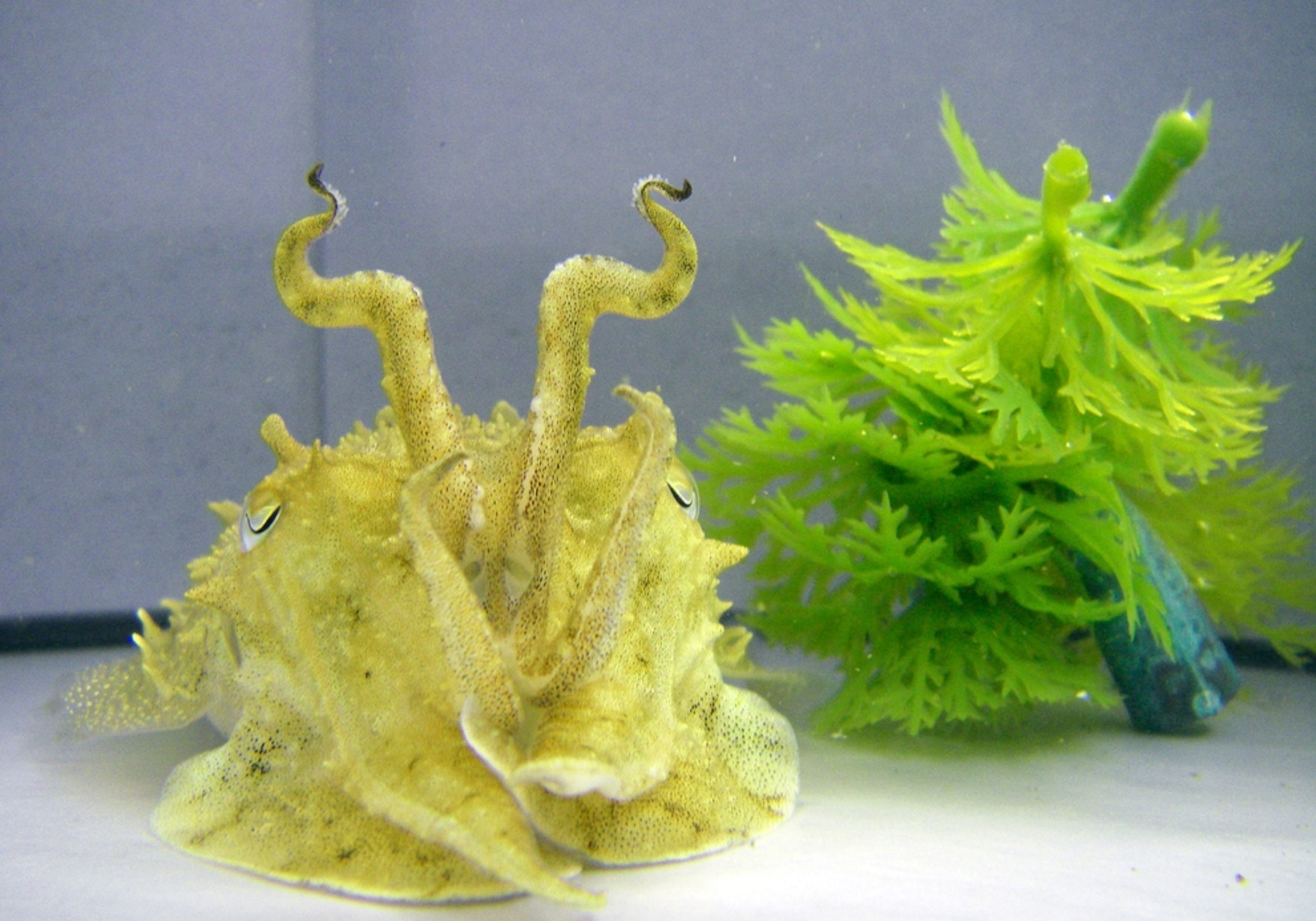 Photos: Shape-Shifting Cuttlefish Can Mimic Pictures | National Geographic