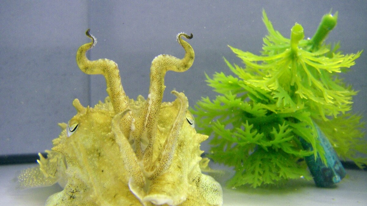 Photos: Shape-Shifting Cuttlefish Can Mimic Pictures | National Geographic