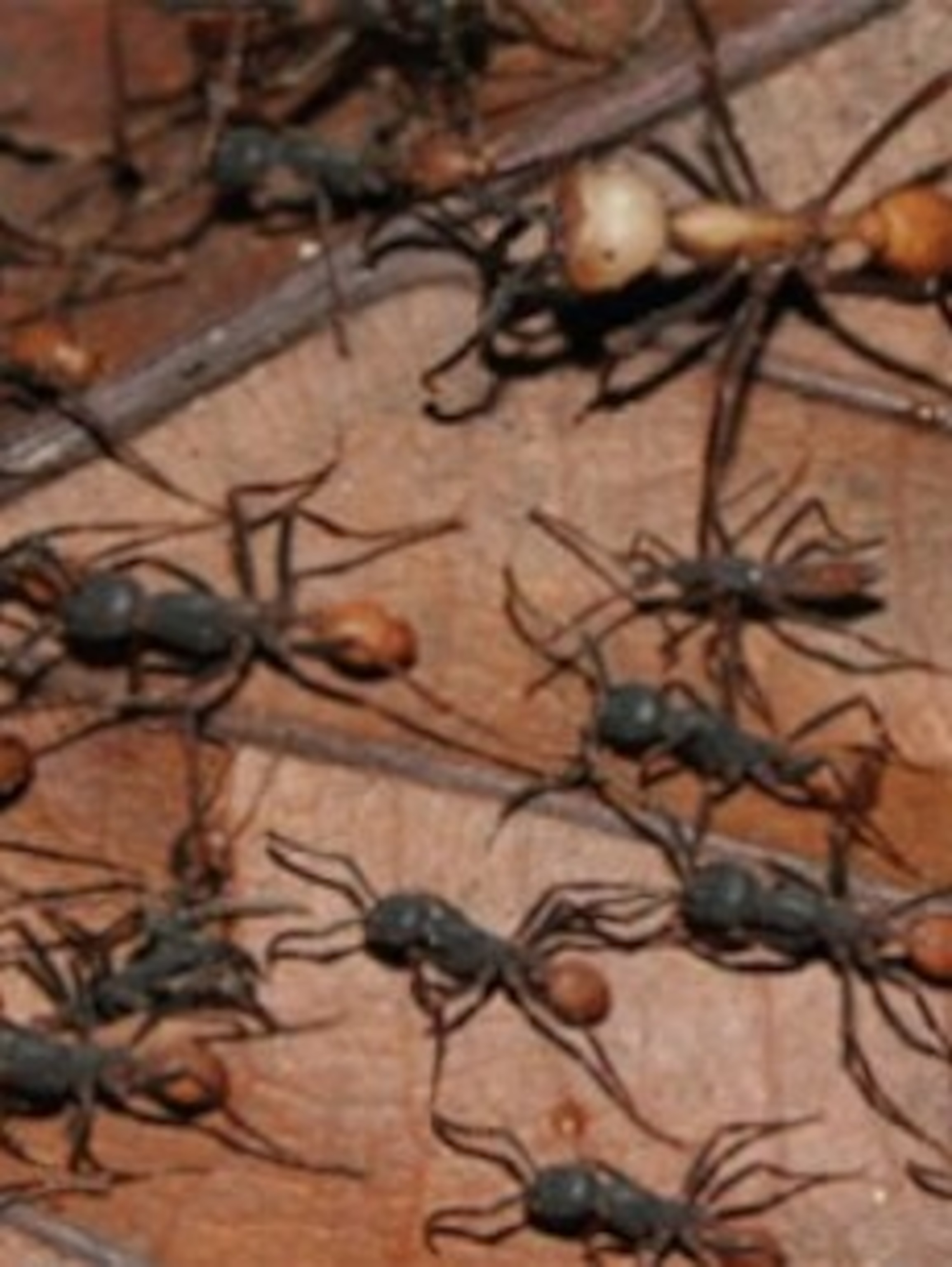 Army Ants Attacking Animals