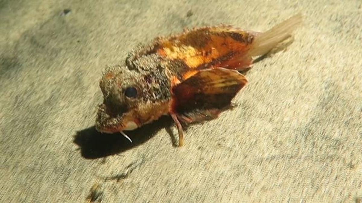 Watch a Strange 'Walking Fish' That Has Experts Stumped | National ...