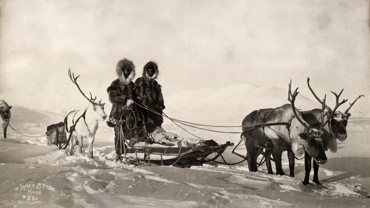 National Geographic's Favorite Reindeer Pictures | National Geographic