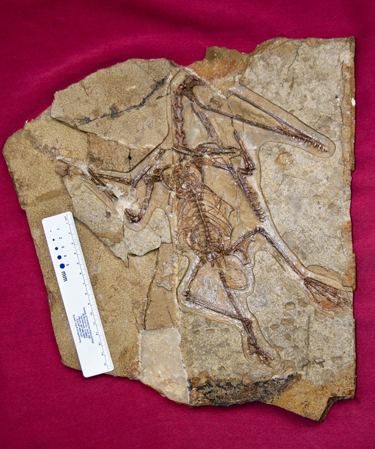 Mother Pterosaurs Laid Soft Eggs, New Fossil Hints