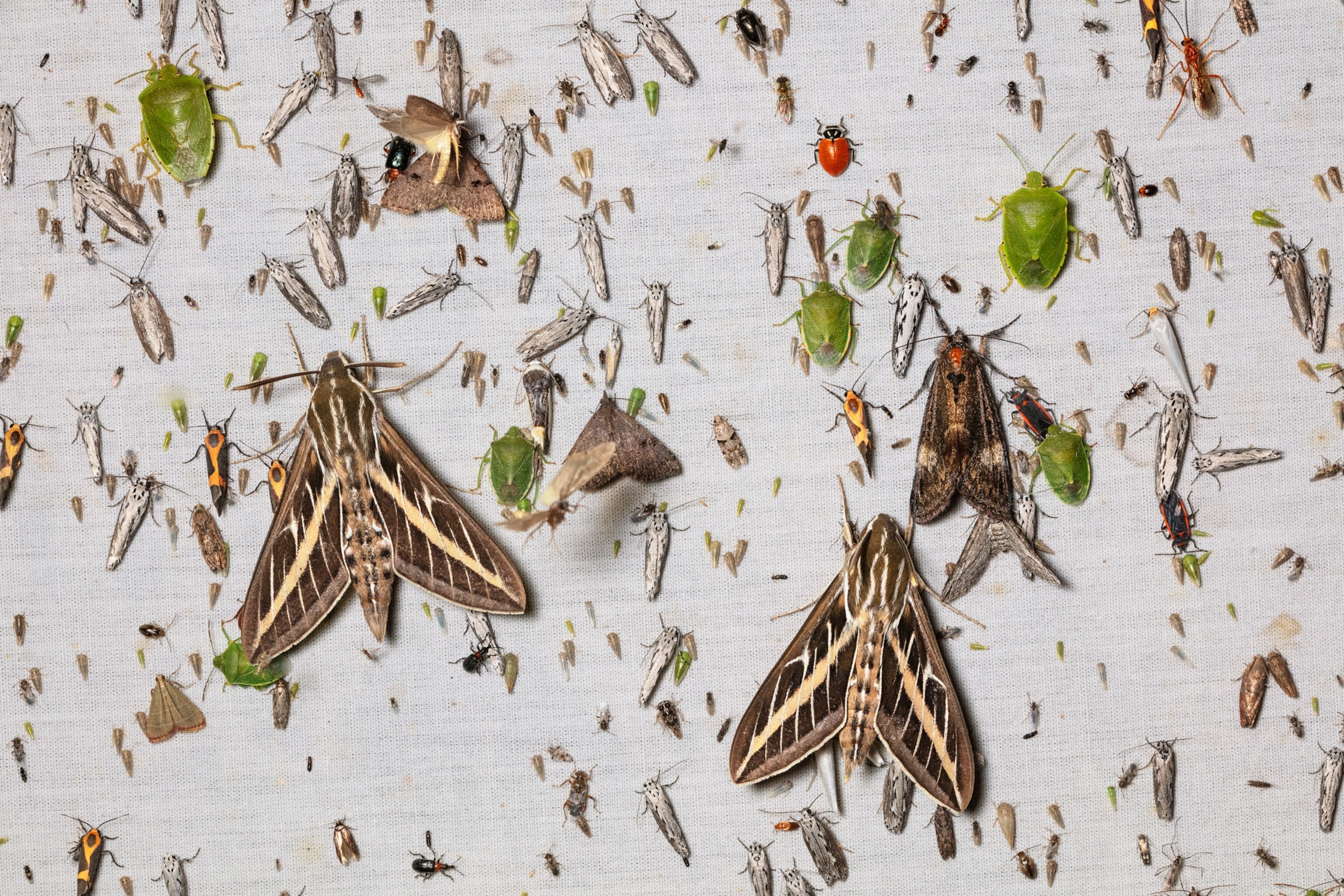Where have all the insects gone?
