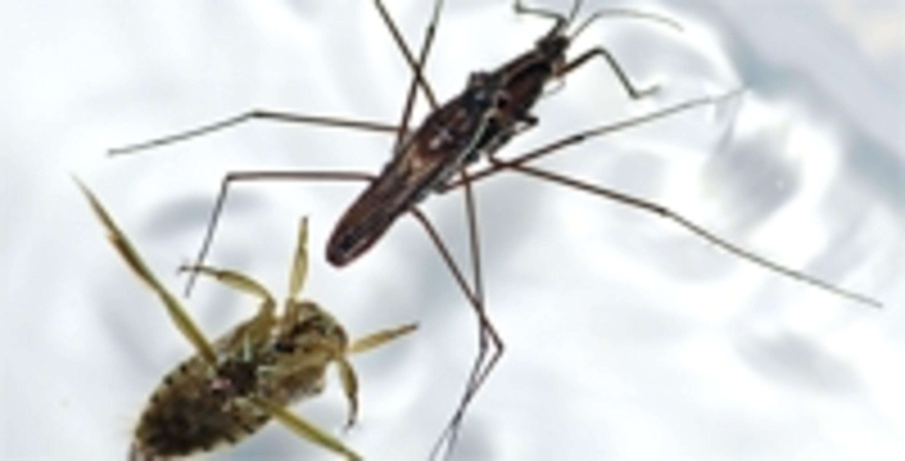 NERS Review of the Year Part 2 – Animals bring the awe