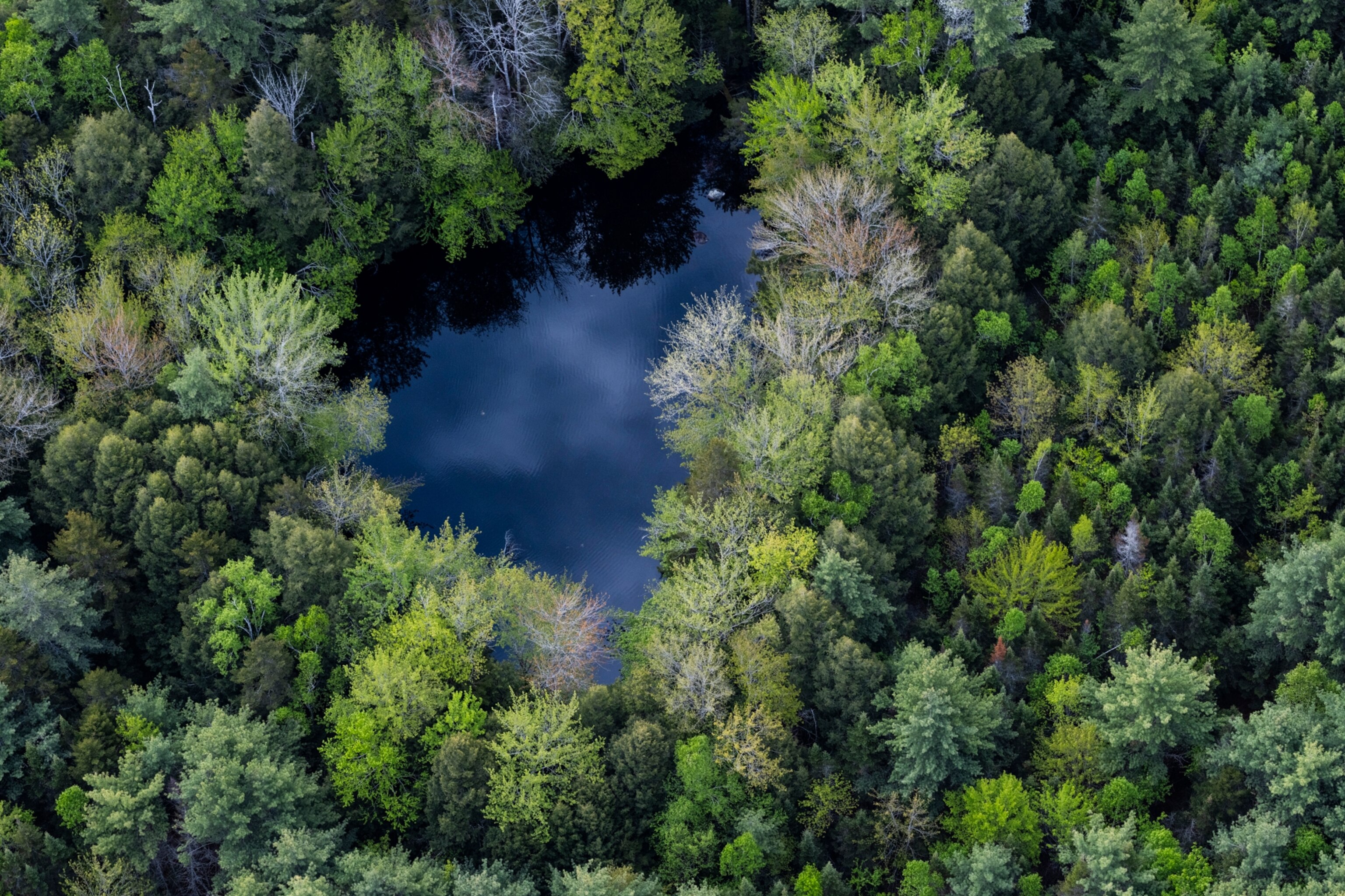 What lurks beneath the surface of these forest pools? More than you can ...