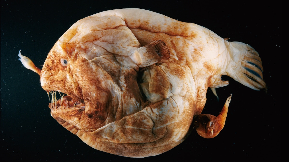 5 Gross and Amazing Ways Animals Deliver Sperm | National Geographic