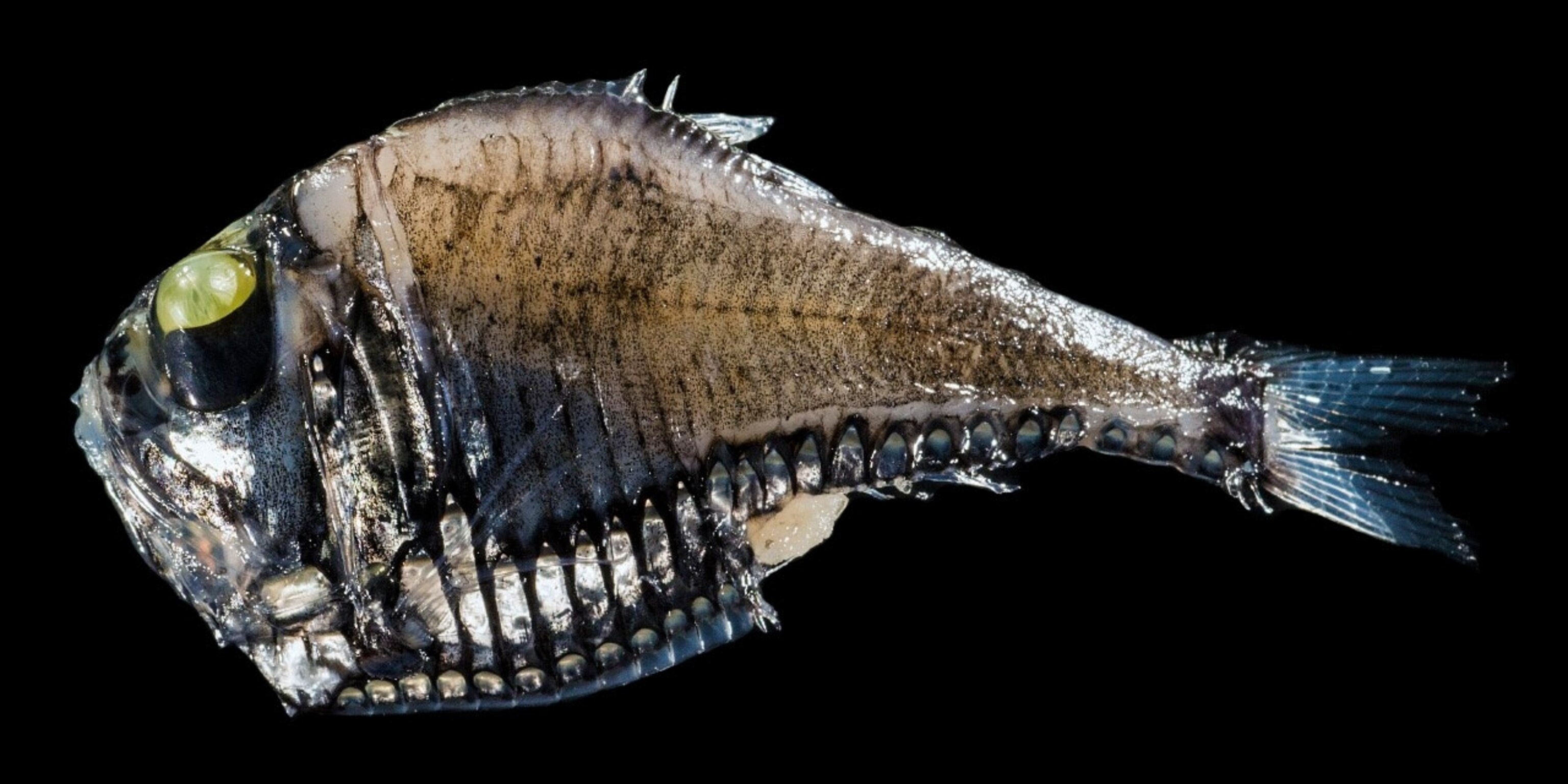 Surprising History of Glowing Fish