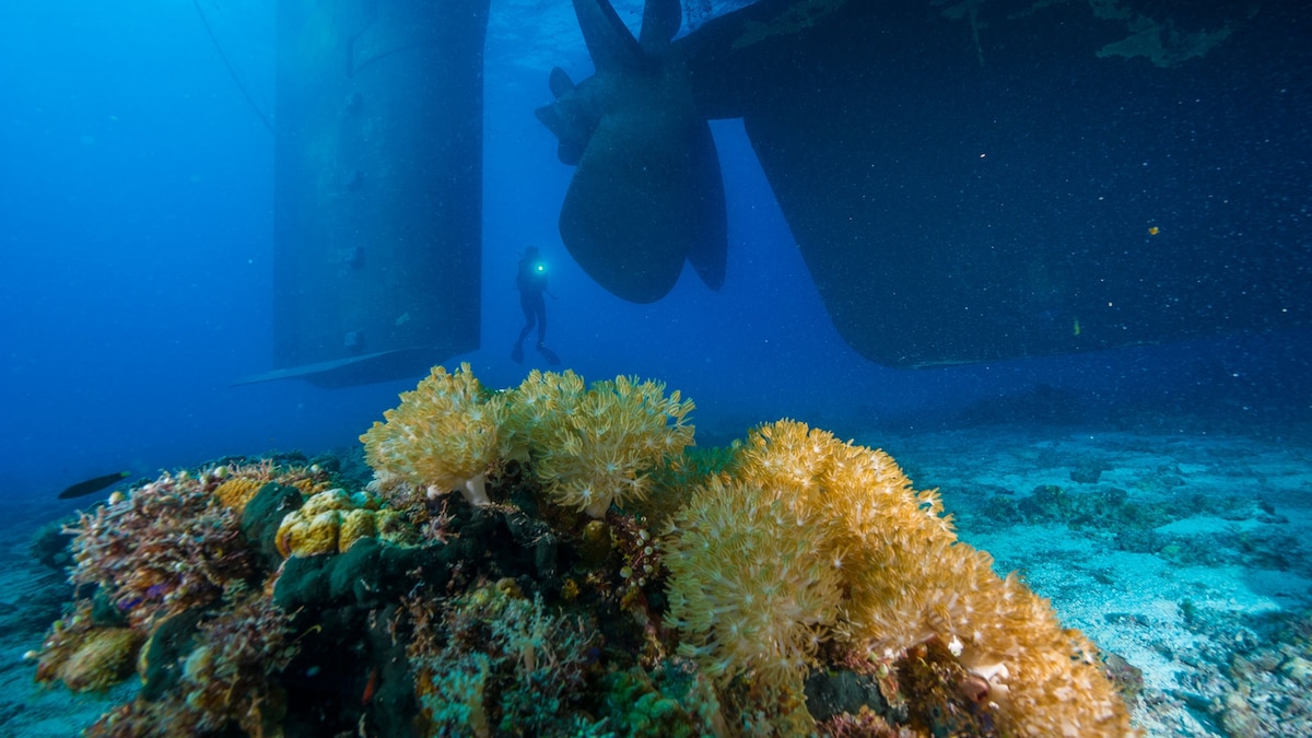 Photos Reveal Ship Damage to Coral Reef in Shark Sanctuary | National ...