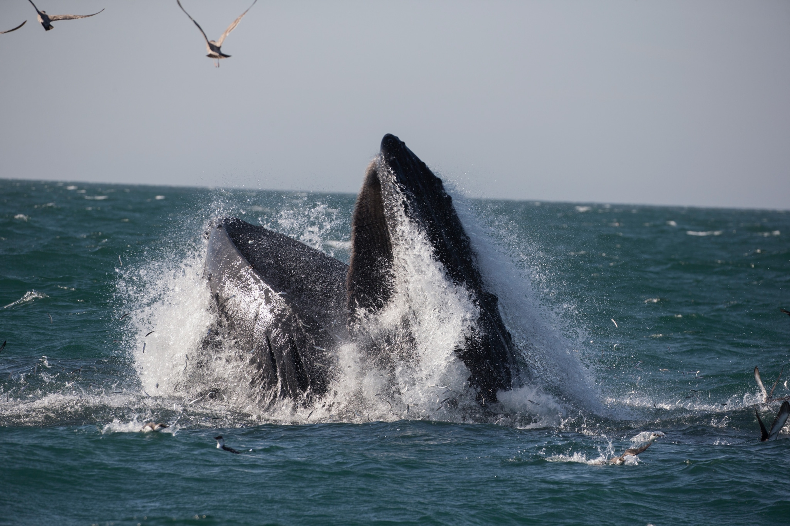 Humpback whales face a major setback from climate change