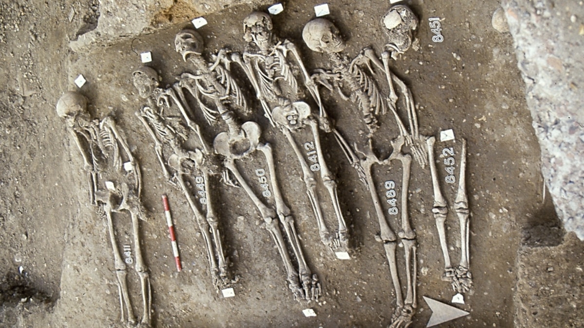 Spawn of Medieval "Black Death" Bug Still Roam the Earth | National ...