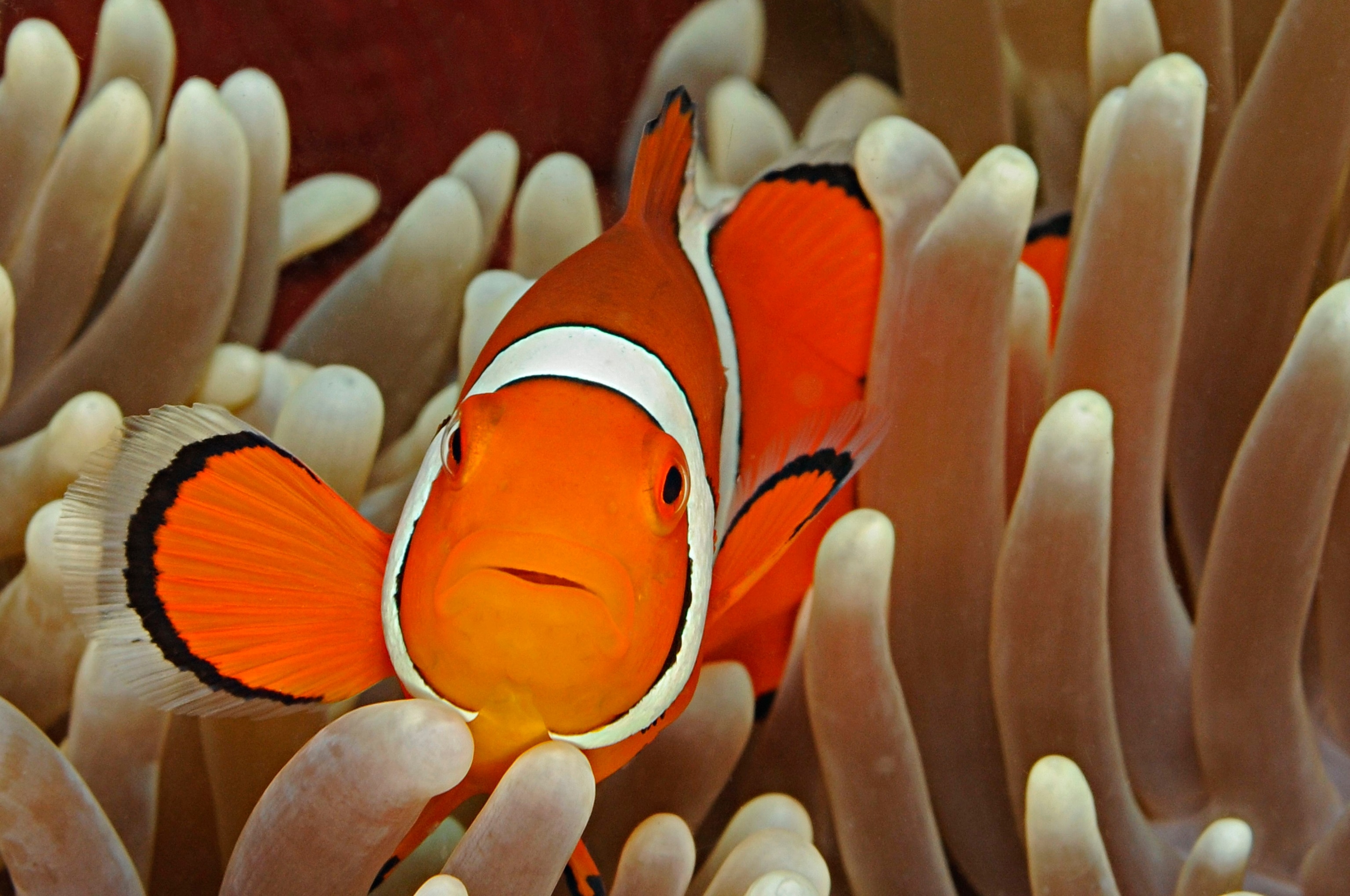 Clownfish Nemo