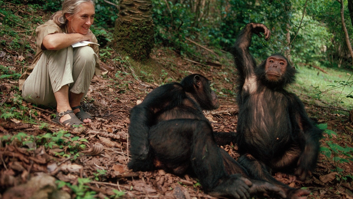 Jane Goodall Chimp Personalities Studied in Gombe Stream National Park ...
