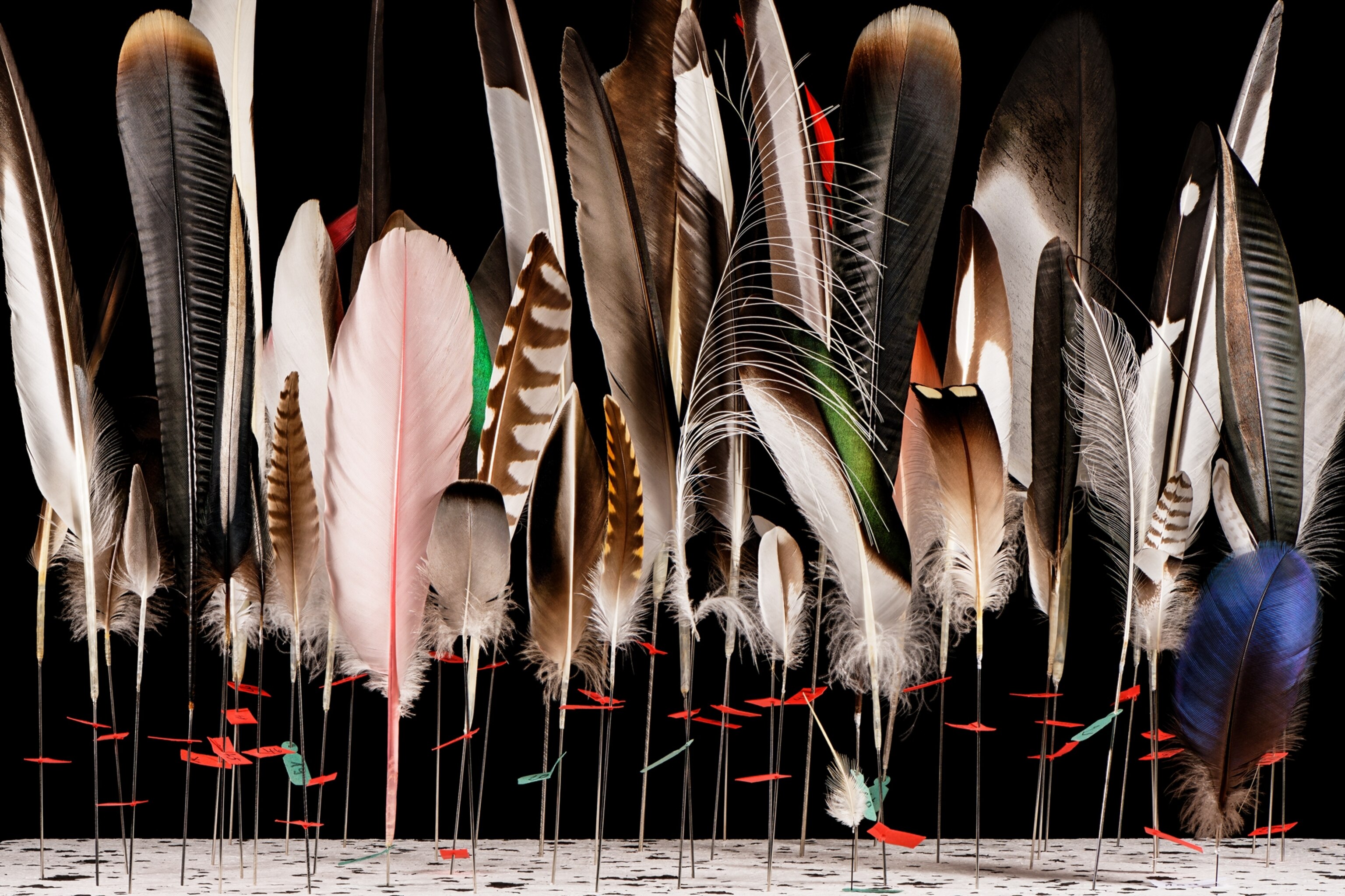 What these flashy feathers reveal about the secret lives of birds