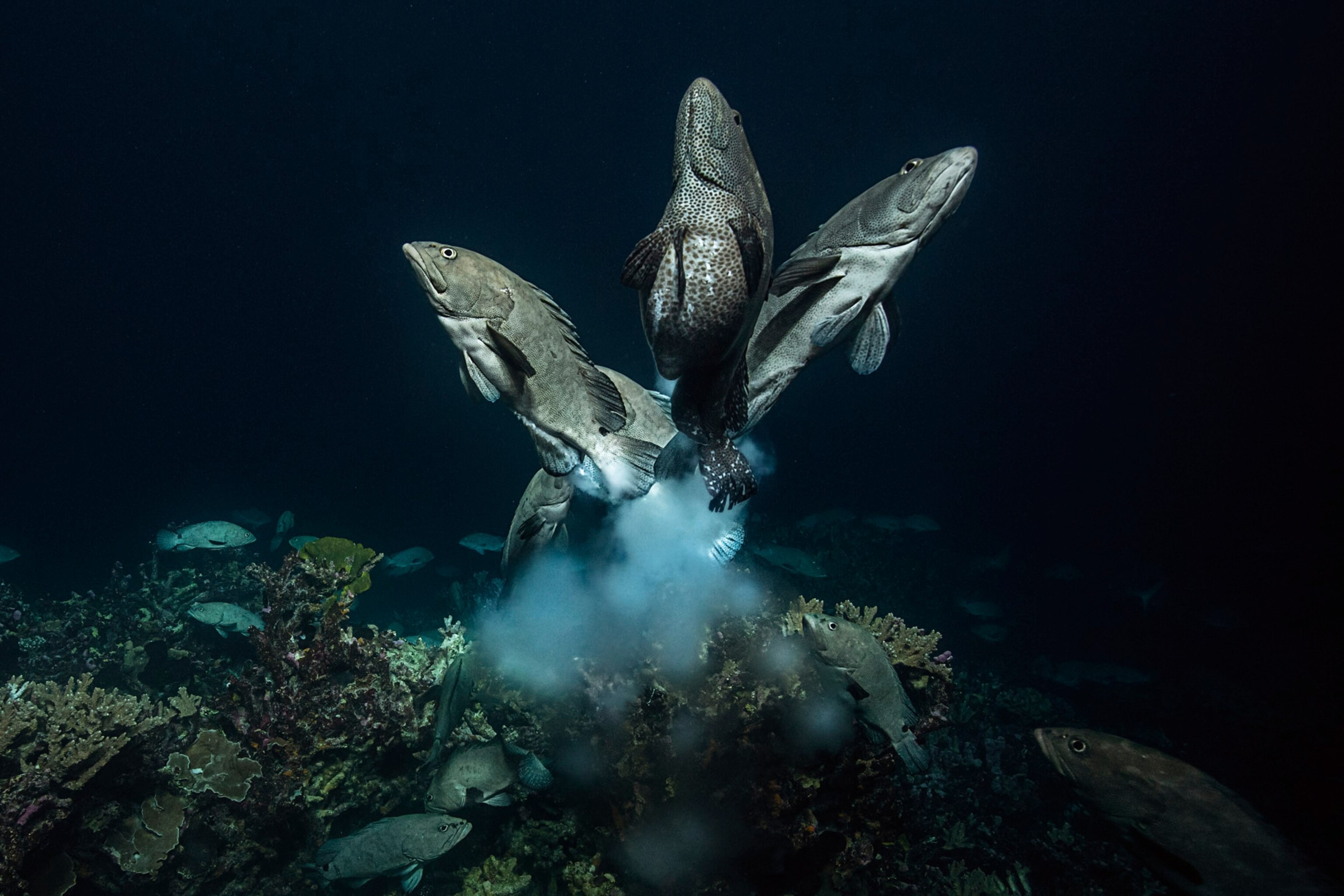 He Wanted to Photograph a Shark Feeding Frenzy. It Took 3,000 Dive Hours