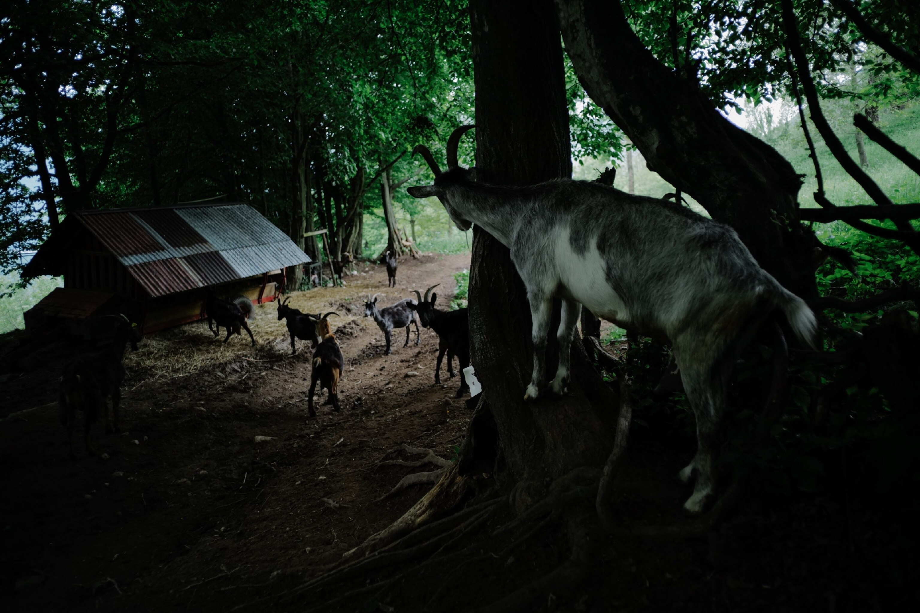 Rare goats thrive in this idyllic mountain village tucked away in Slovenia