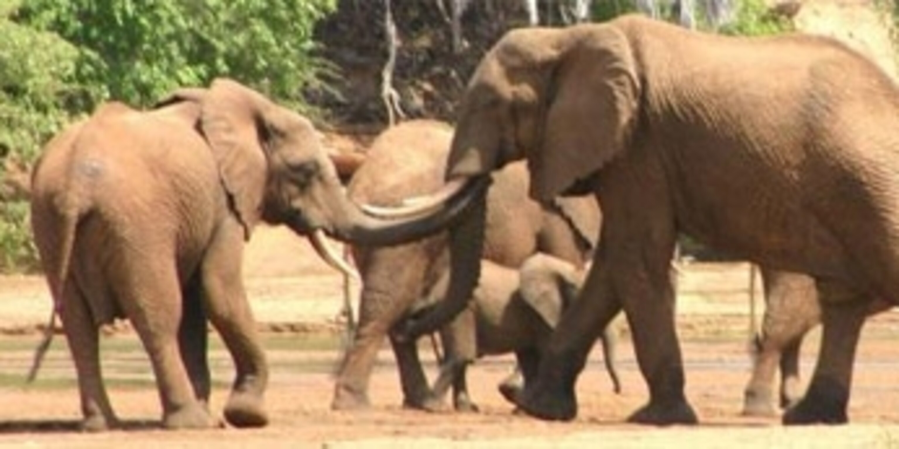 Elephants crave companionship in unfamiliar stomping grounds