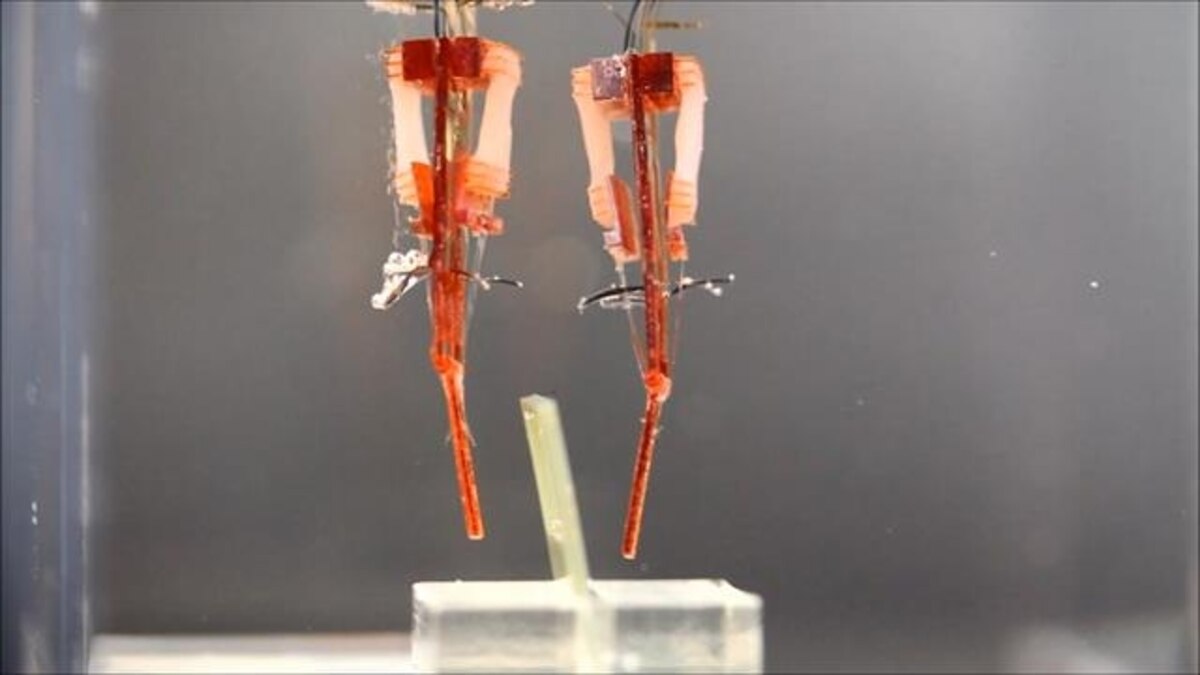 New Hybrid Robot Uses Living Muscle Tissue to Move