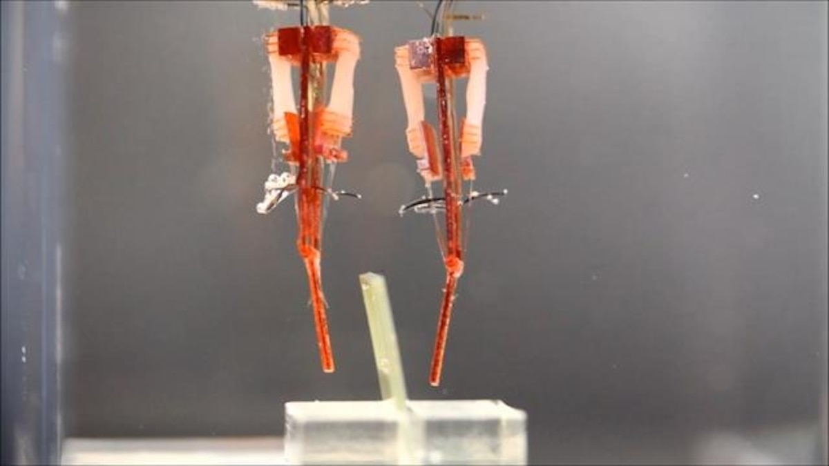 New Hybrid Robot Uses Living Muscle Tissue to Move | National Geographic
