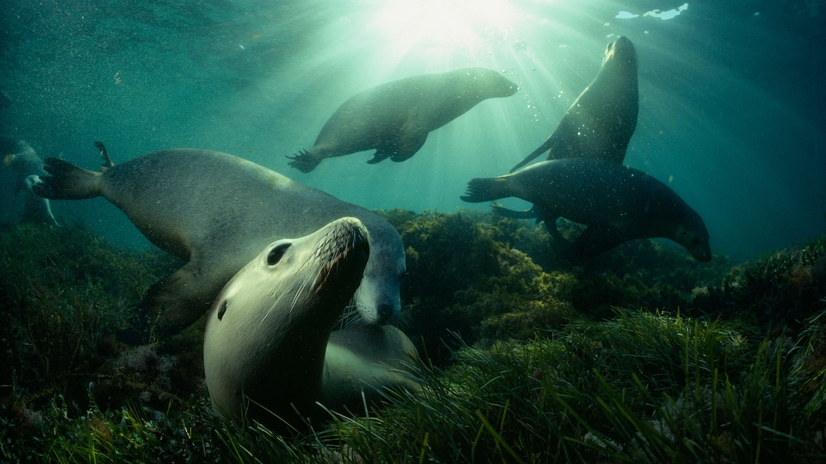32 Astonishing Pictures From Underwater Photographer David Doubilet ...