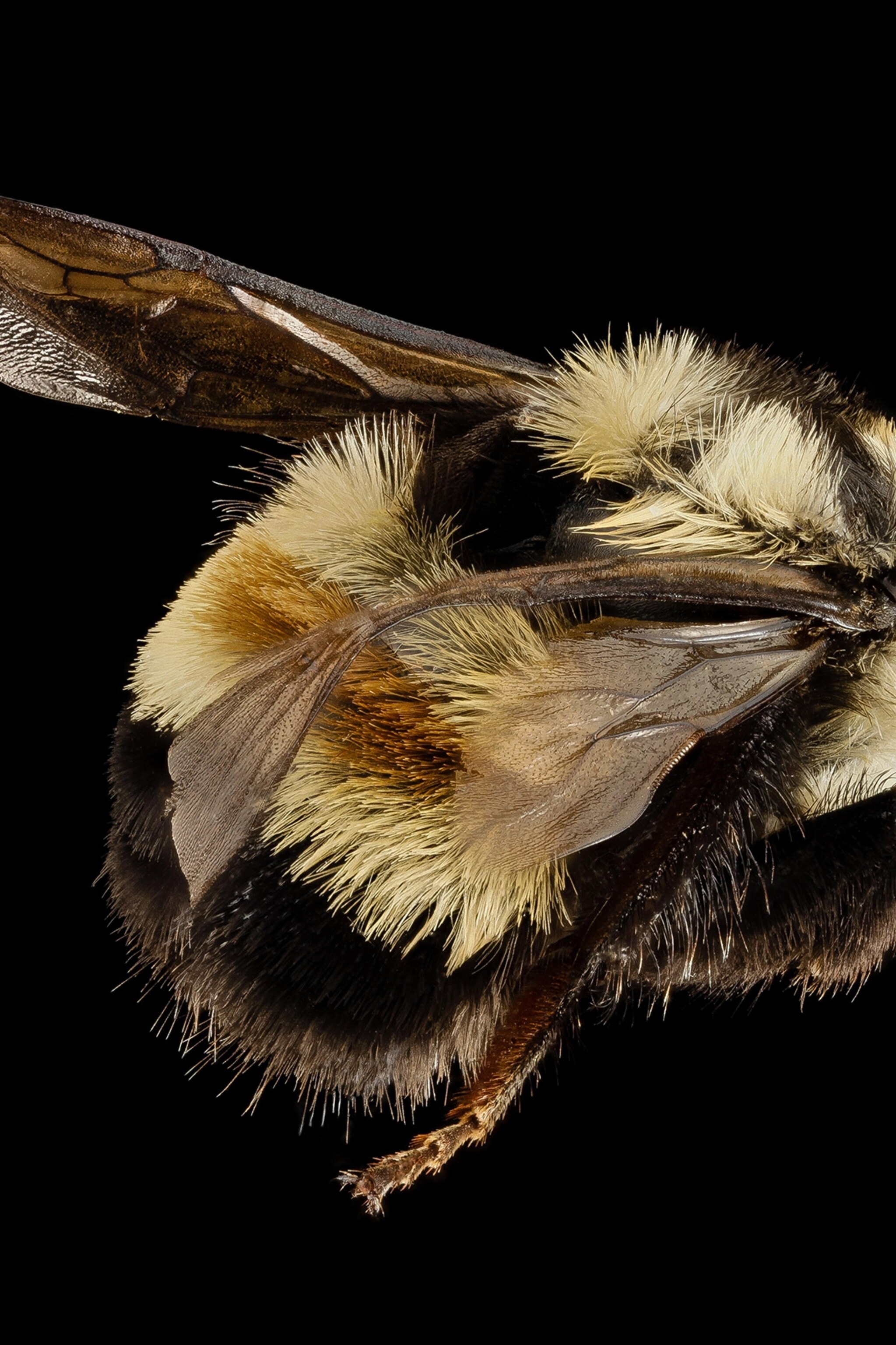 Bumble Bee Insect Facts