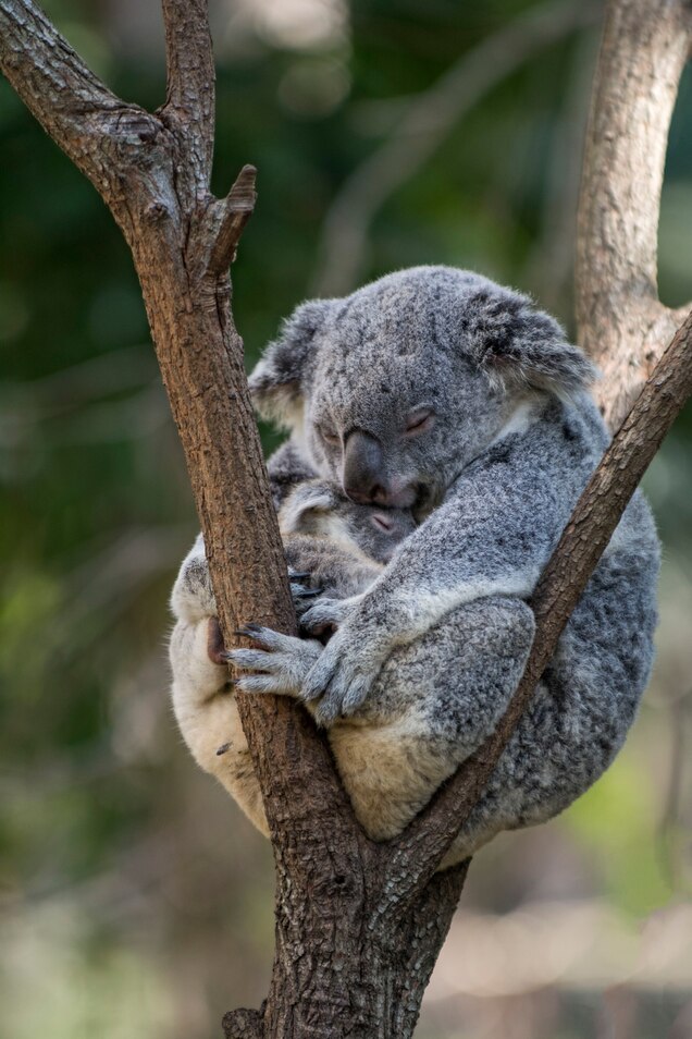 Koalas Sleeping